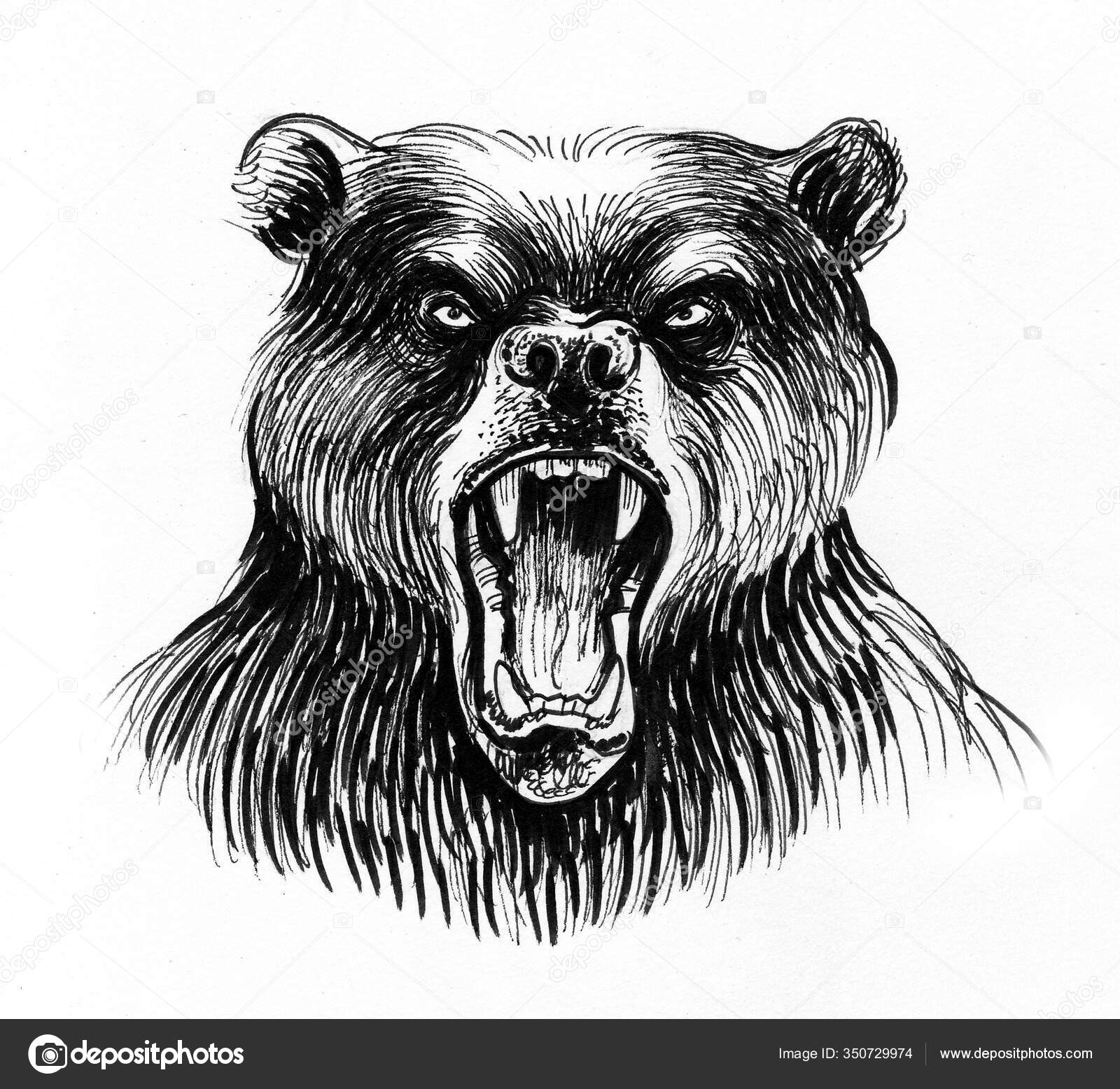 Angry Bear Drawing