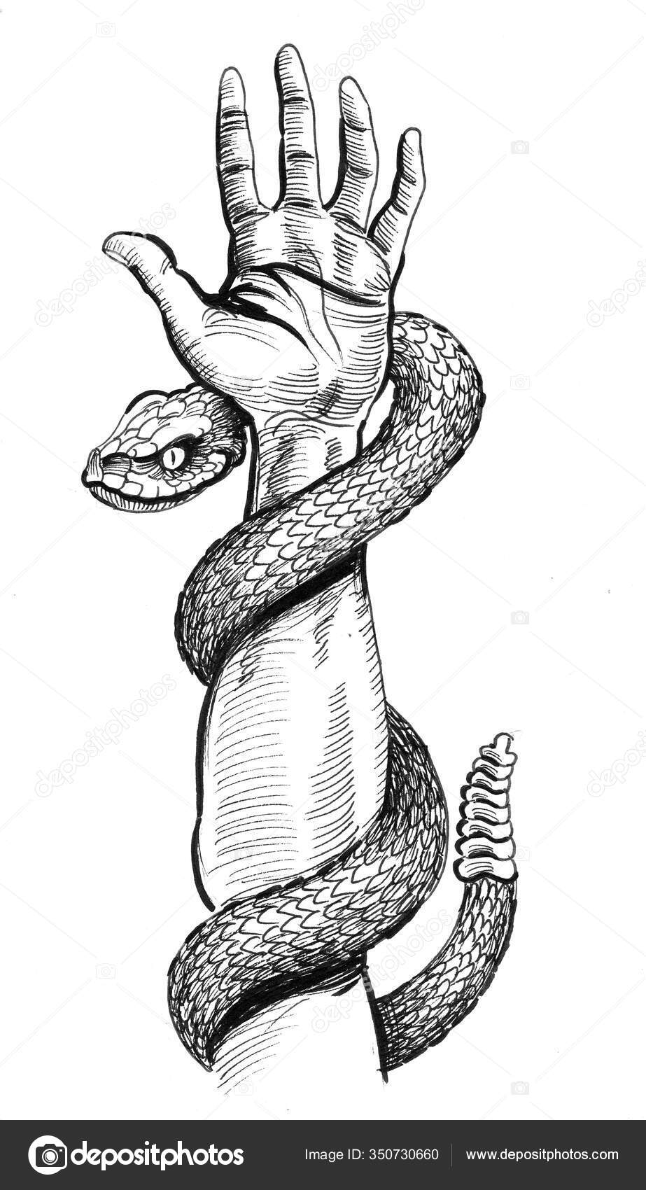 Hand Rattle Snake Ink Black White Drawing Stock Illustration by ...