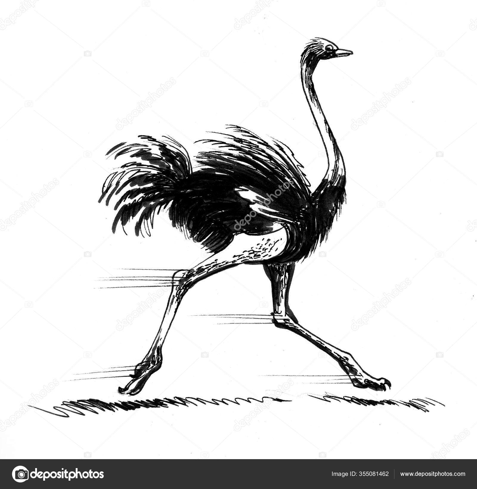 Running Ostrich Bird Ink Black White Drawing Stock Illustration by ...