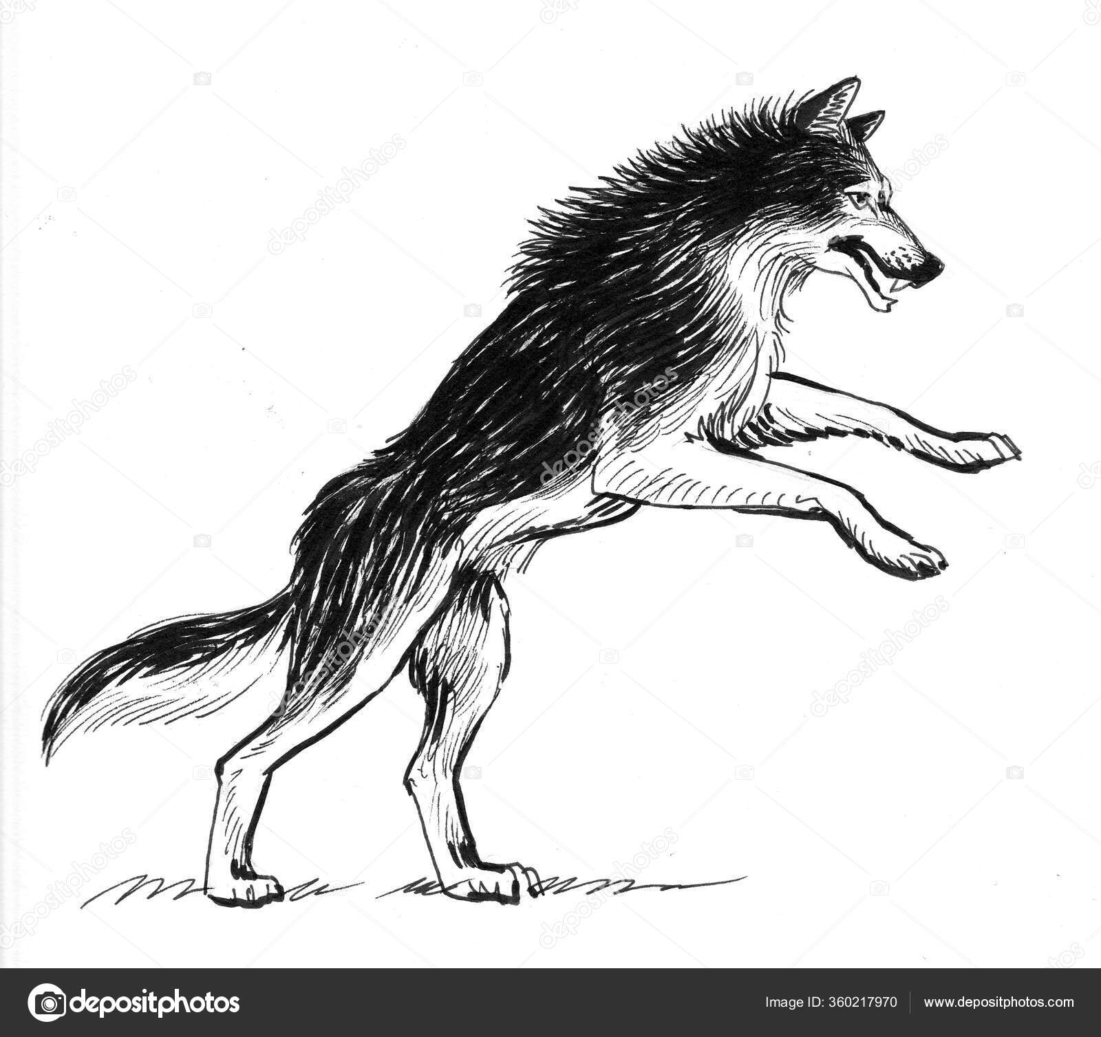 Hoppende Ulv Tegning 59 Idéer På Ulve | Ulve, Dyr, Ulv Tegning