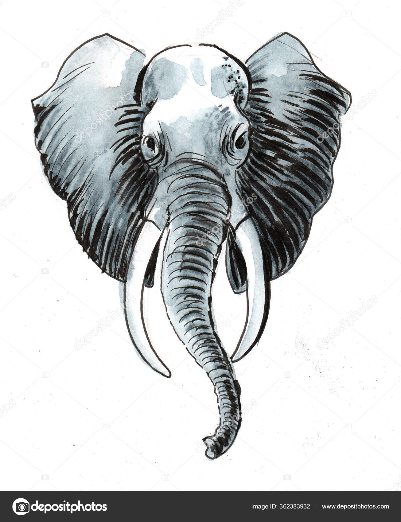 African Elephant Head Drawing