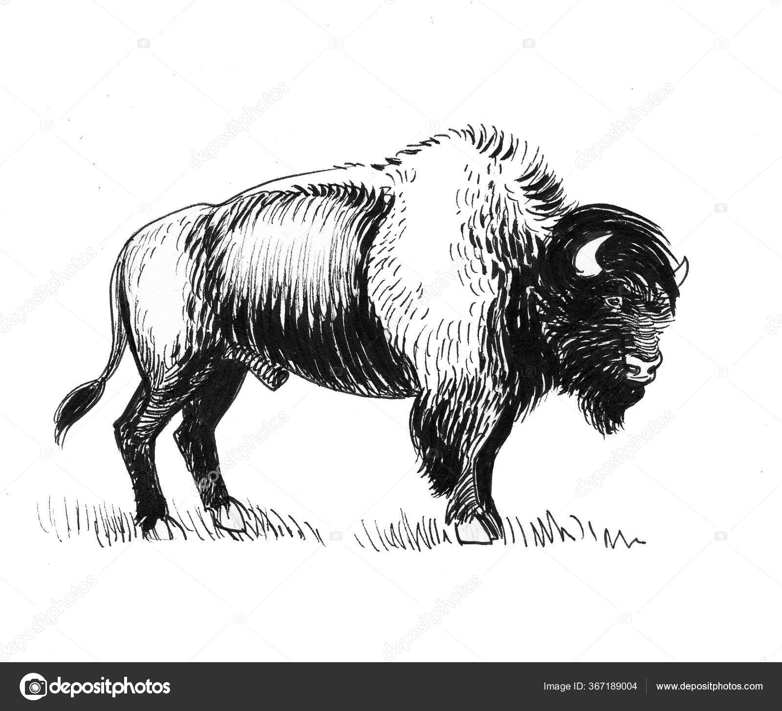 American Bison Bull Drawing
