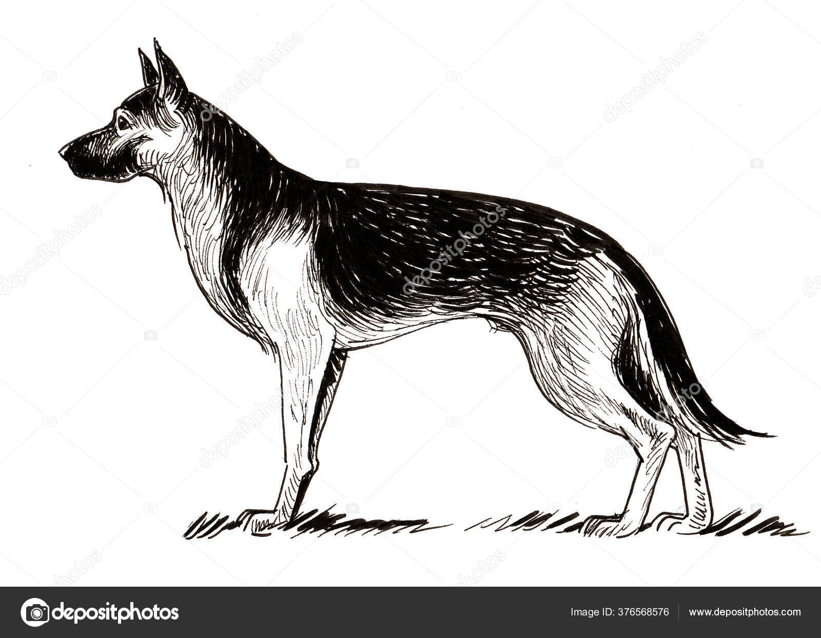 German Shepherd Dog Ink Black White Drawing Stock Illustration by ...