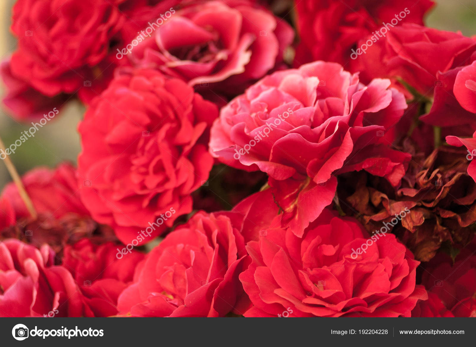 Flower background with red roses. Branch of curly rose. Fuchsia Roses ...