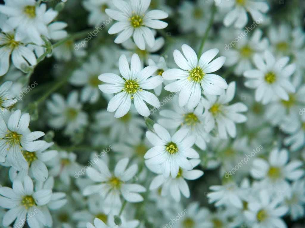 Flor blanca en el jardín. Campo de pequeñas flores blancas disparando ...