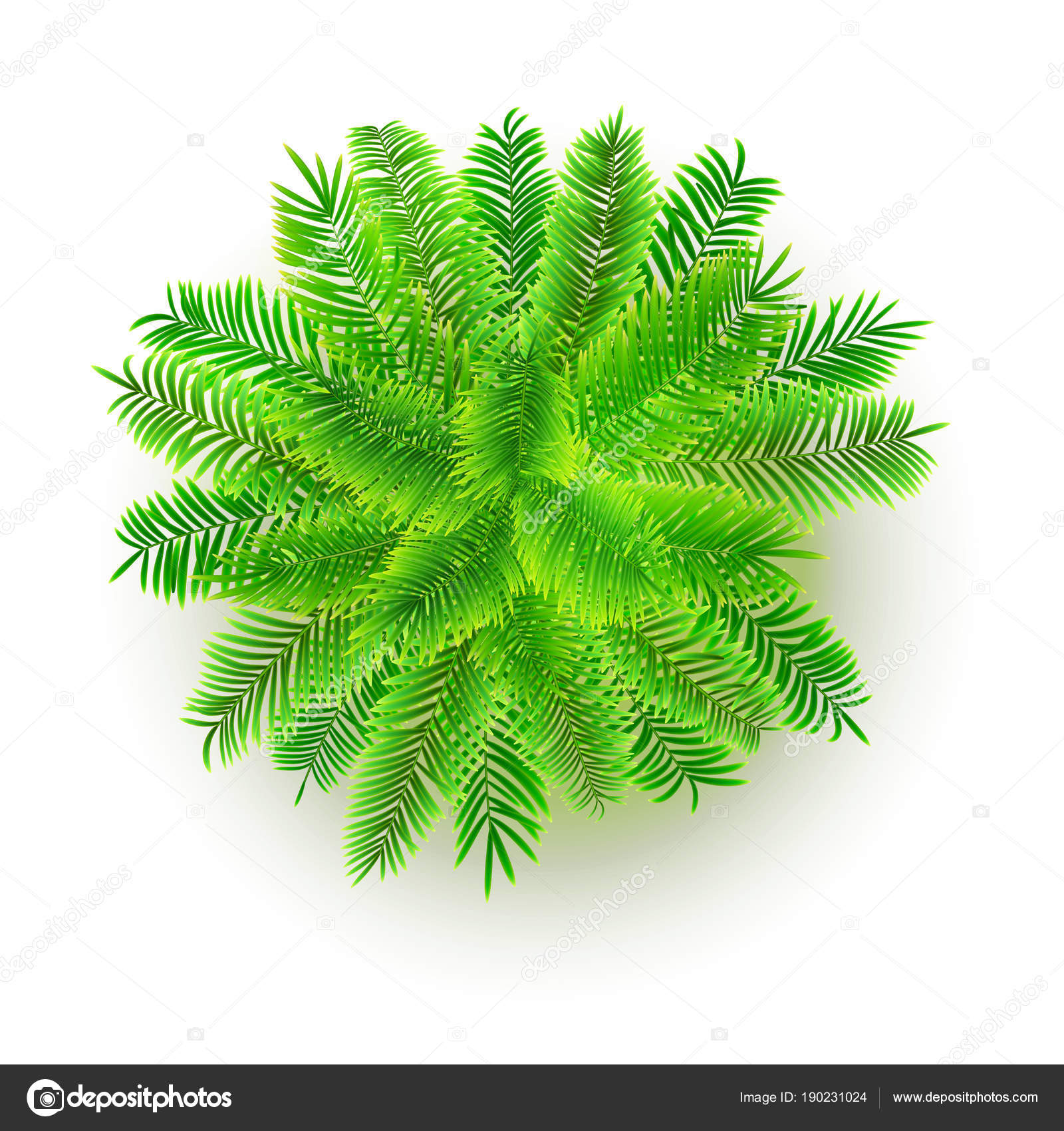 Palm Tree Top View Vector