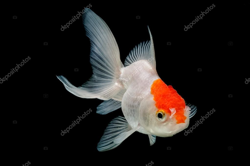 Gorra Roja Oranda Goldfish Aislado en negro: fotografía de stock ...