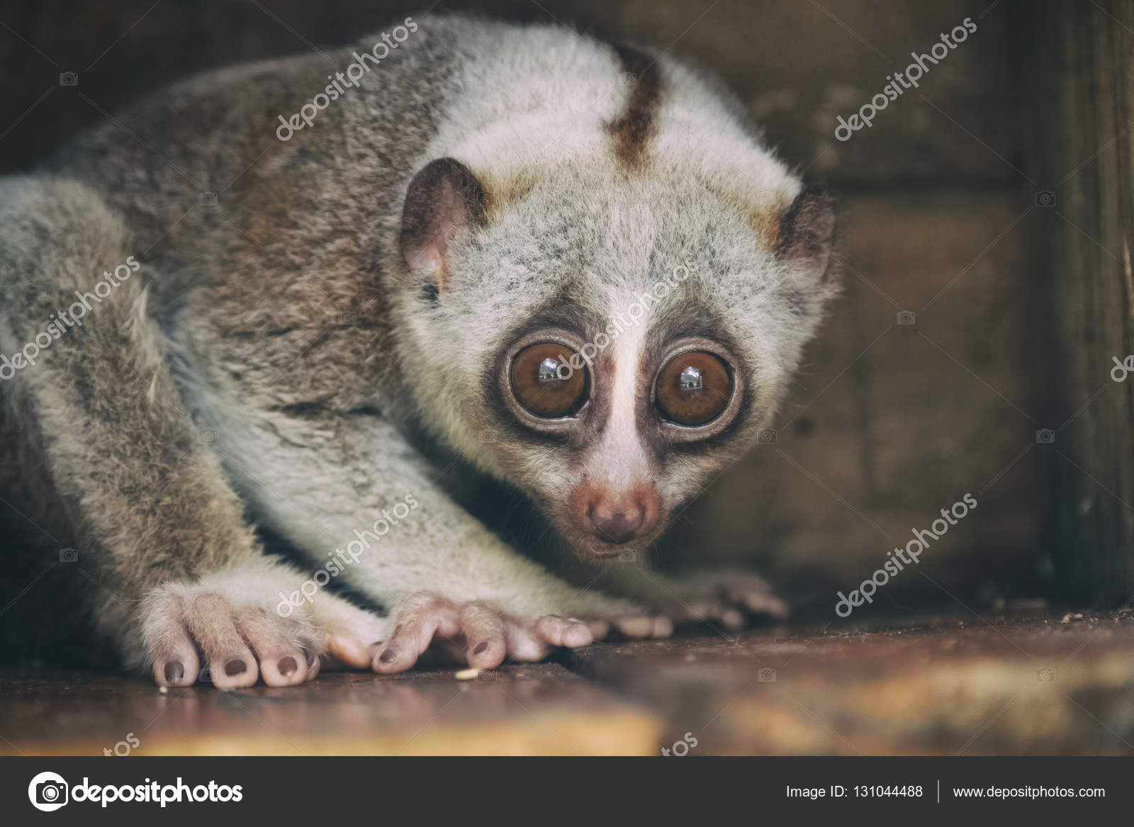 Closeup slow loris monkey Stock Photo by ©plepraisaeng 131044488