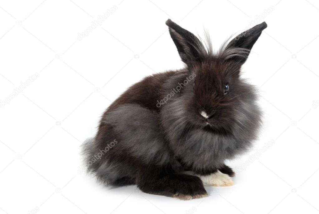 Grey Lionhead Rabbit
