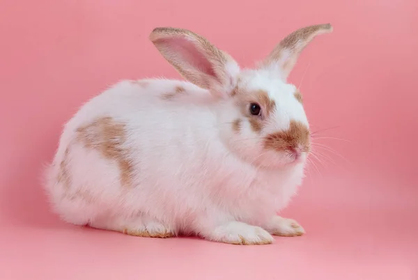 Model bun Stock Photos, Royalty Free Model bun Images | Depositphotos