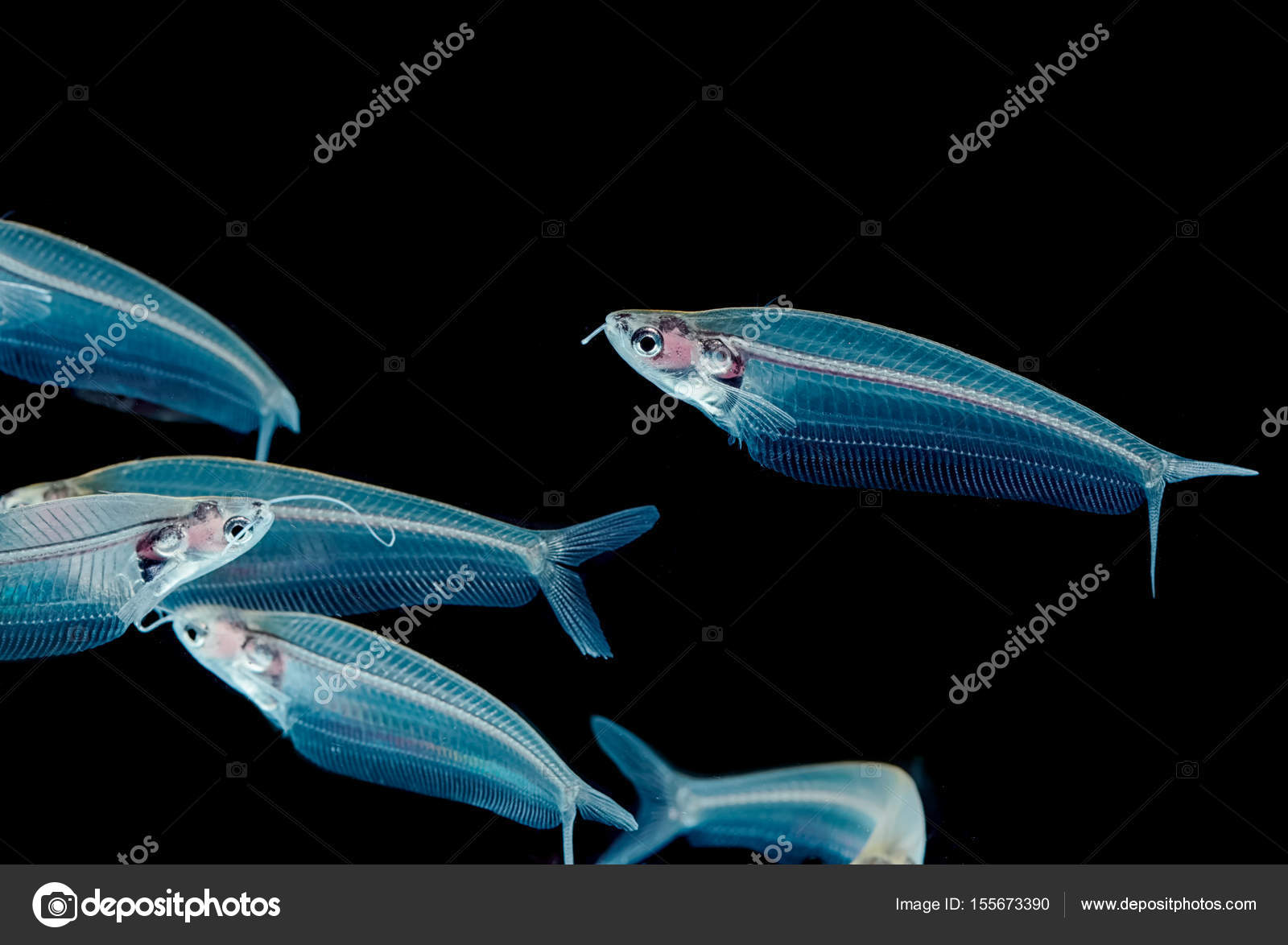 Ghost catfish, glass catfish,Kryptopterus minor ,isolate on blac Stock ...