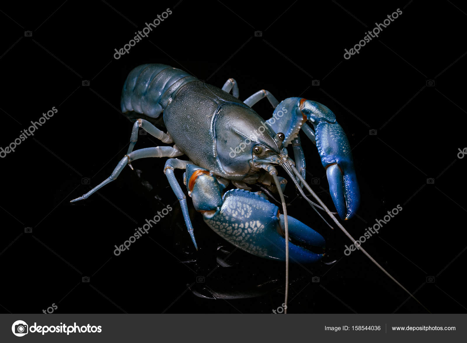Black Crayfish
