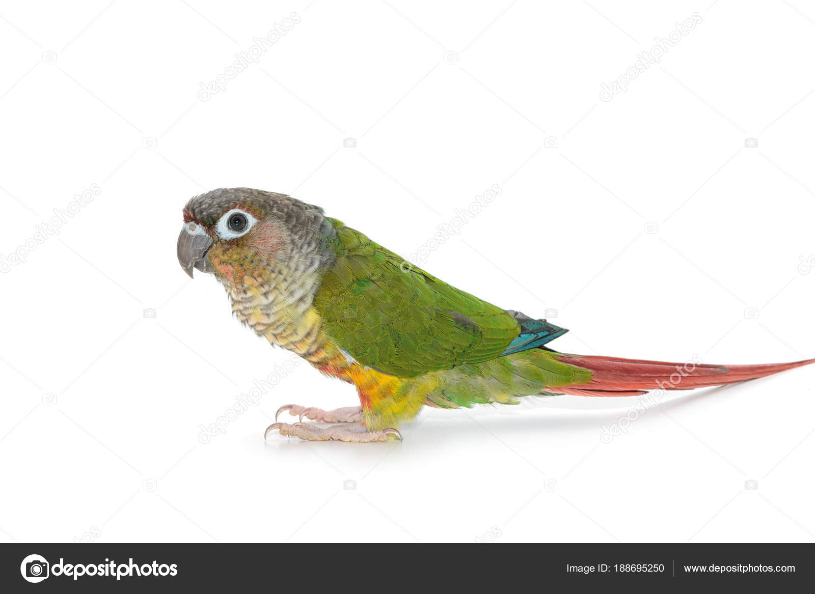 Green Conure Bird