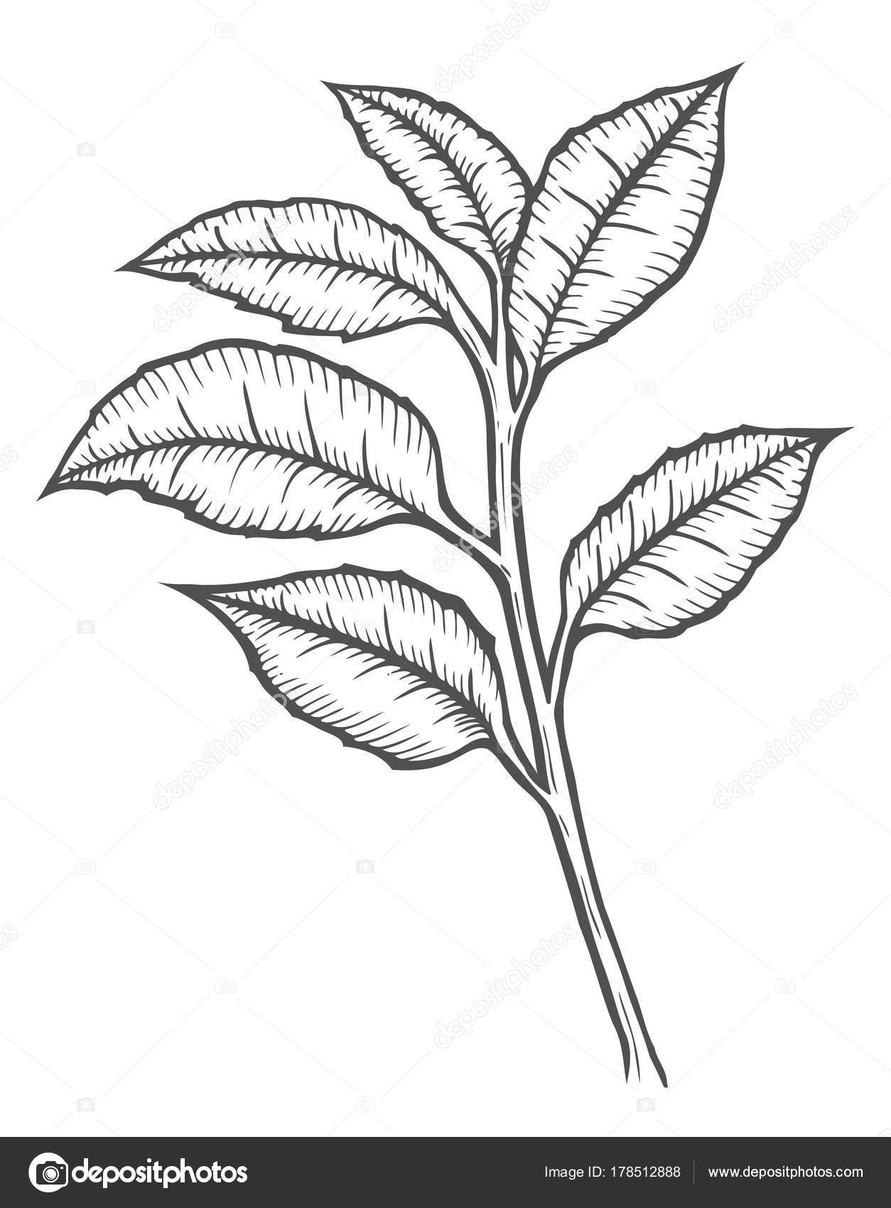 Tea tree illustration Stock Vector by ©larysarty.gmail.com 178512888