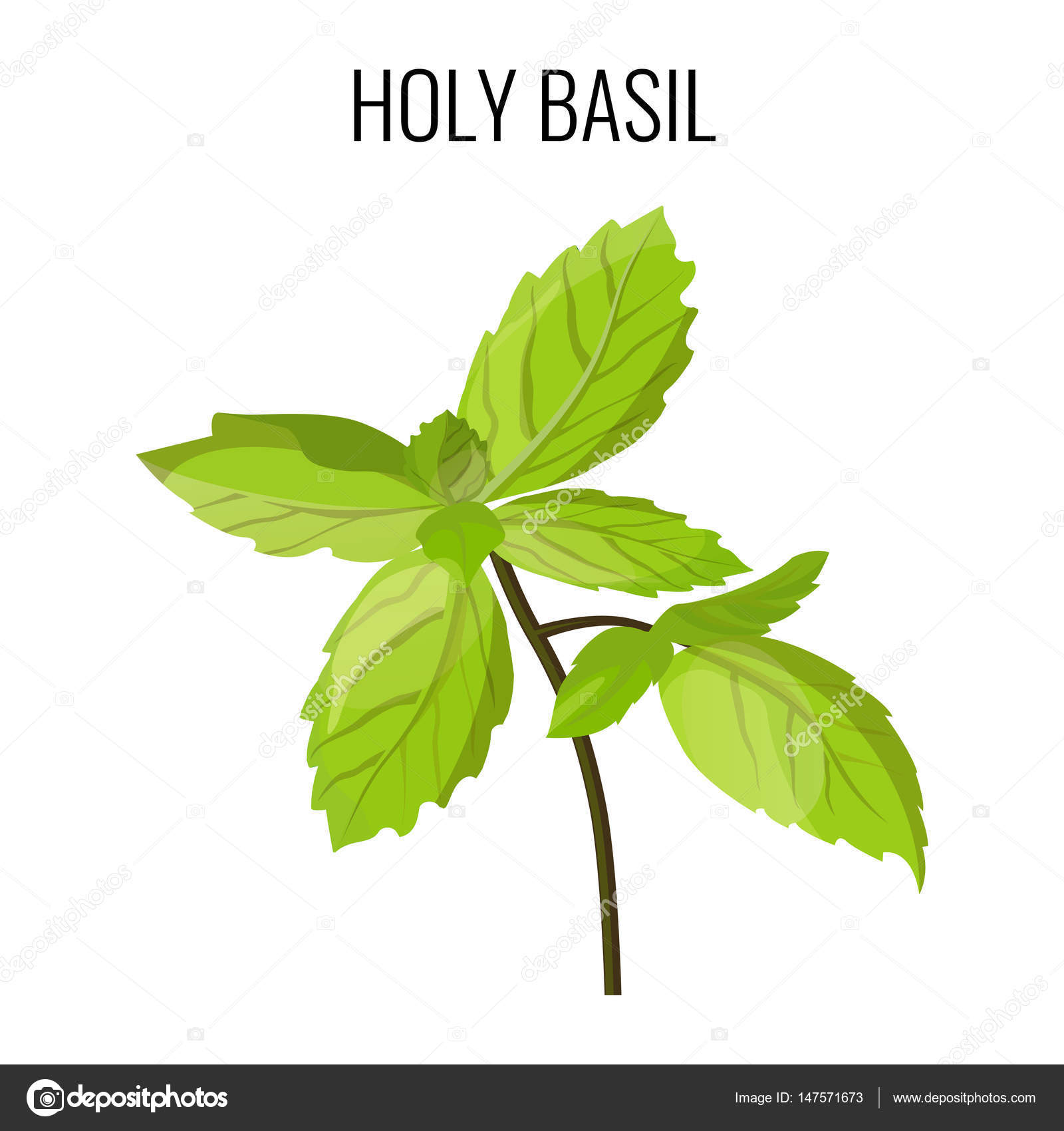 Basil Leaf Vector
