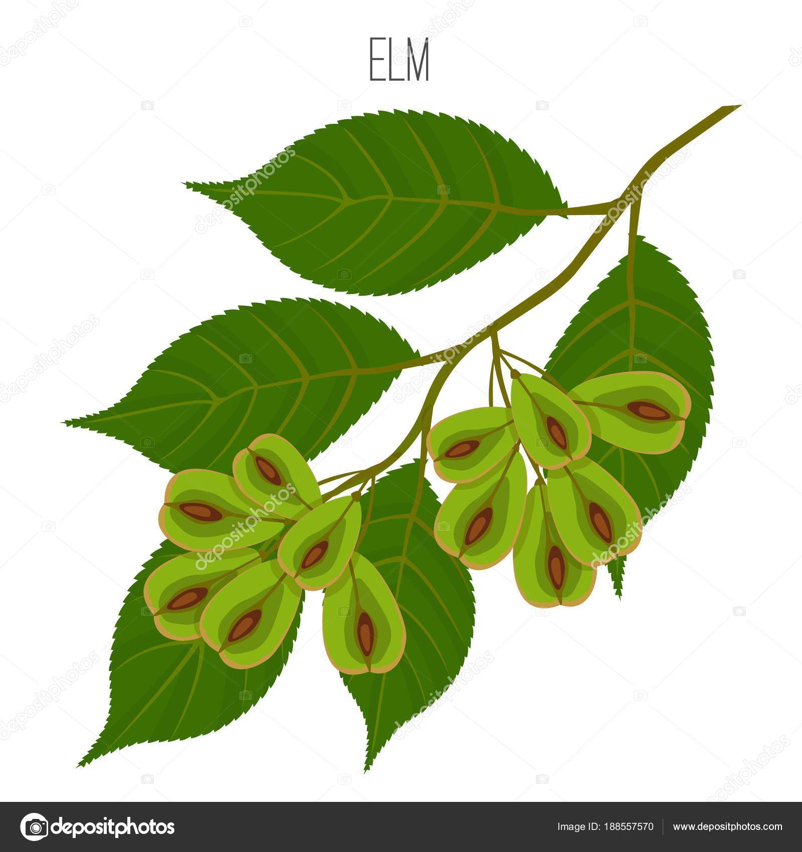 Olmo hojas con márgenes serrados, fruta redonda dispersa por el viento ...