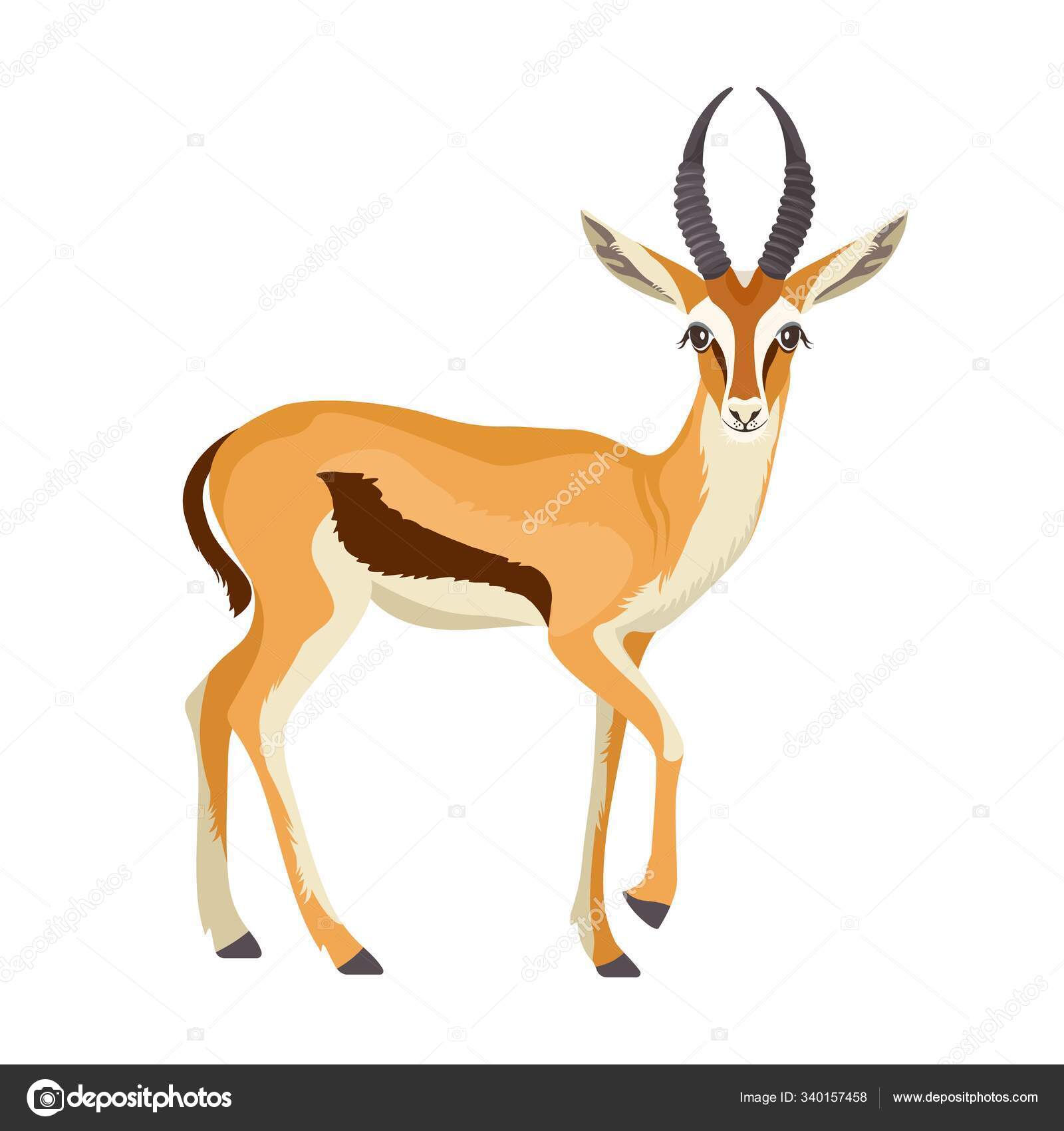 Gazelle Animal