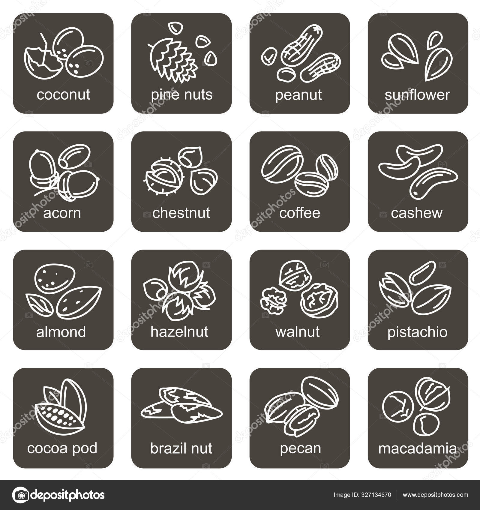 Collection Various Nuts Icons Isolated Black Background Stock Vector by ...