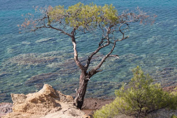 Lonely tree at tossa de mar on sunrise图库照片、免版税Lonely tree at tossa de ...