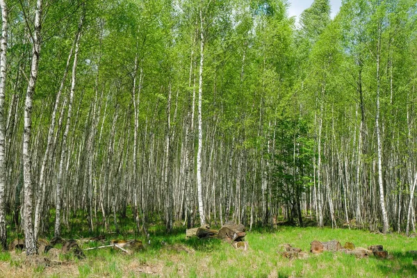 Green birch forest Stock Photos, Royalty Free Green birch forest Images ...
