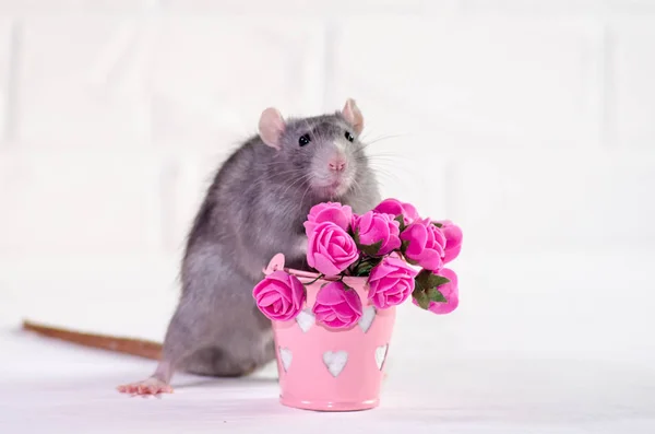 Imágenes de Ratón con flor, fotos de Ratón con flor sin royalties ...
