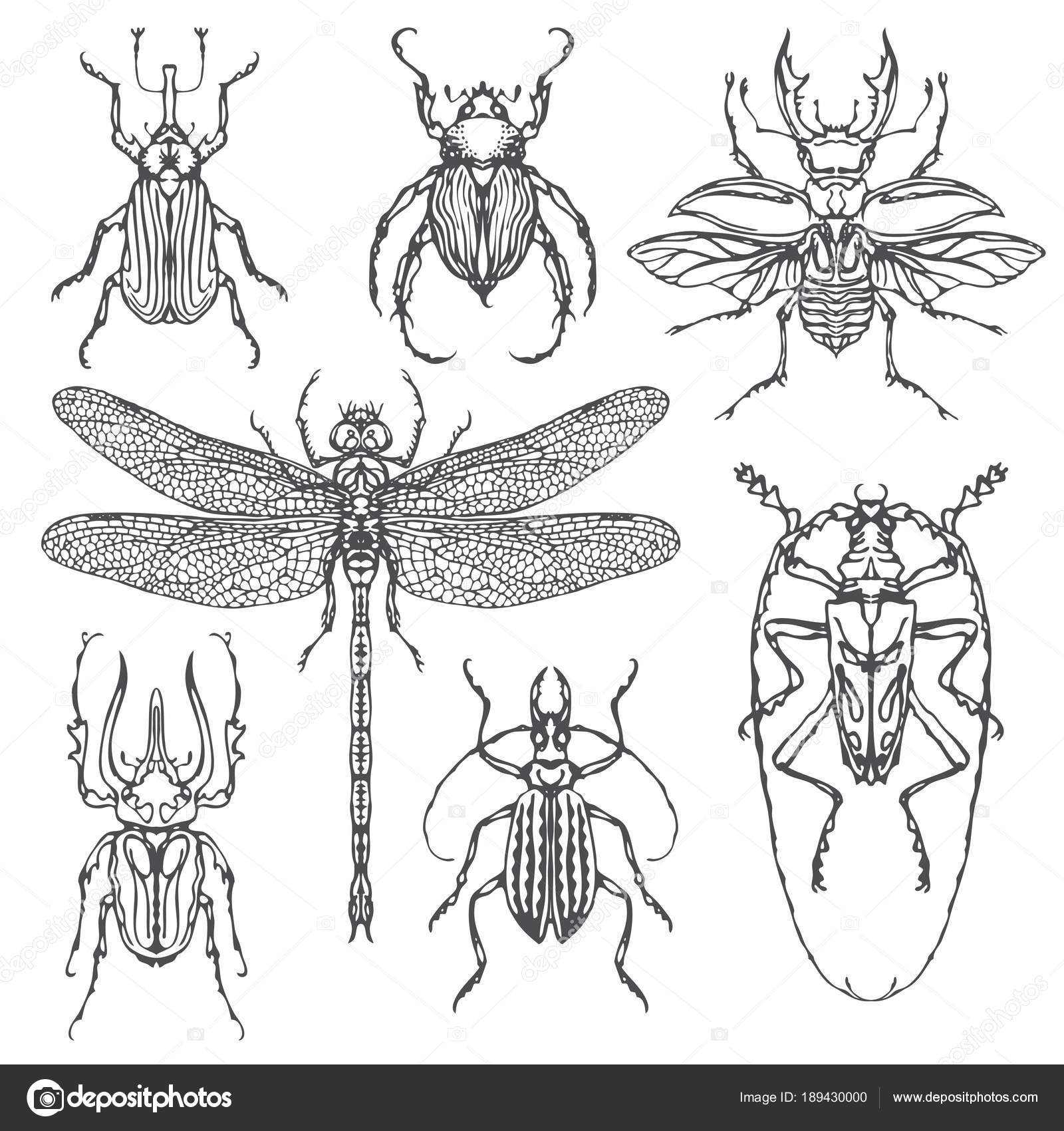 Vector set of various insects in hand drawn style Stock Vector Image by ...