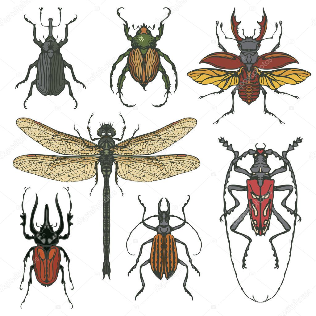Conjunto vectorial de varios insectos en estilo dibujado a mano 2024