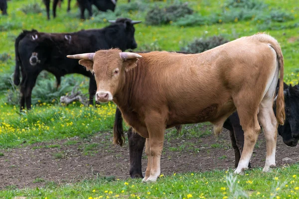 Cattle oregon Stock Photos, Royalty Free Cattle oregon Images ...