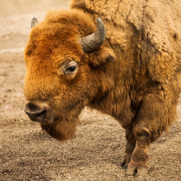 Búfalo peludos Fotografias de Banco de Imagens, Imagens Livres de ...