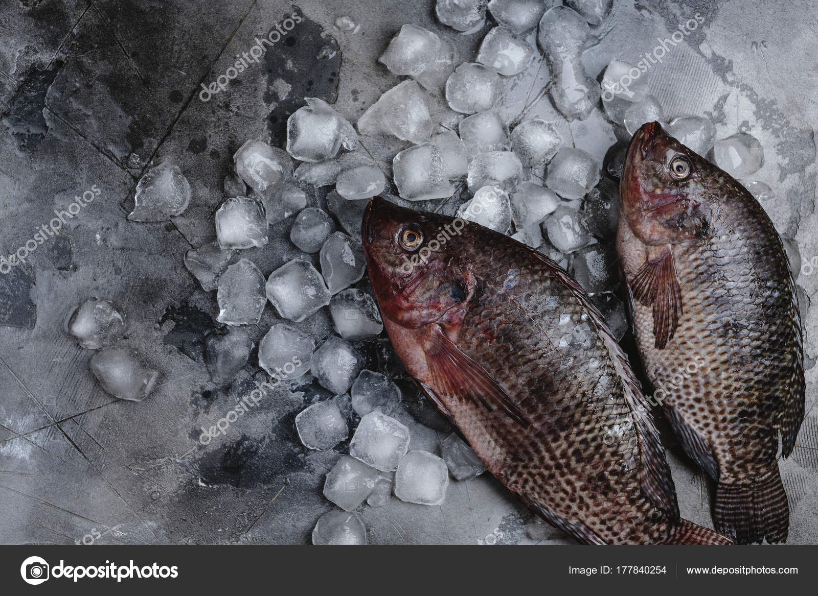 Dead fishes Stock Photo by ©MarinaKuznetsovaBO 177840254