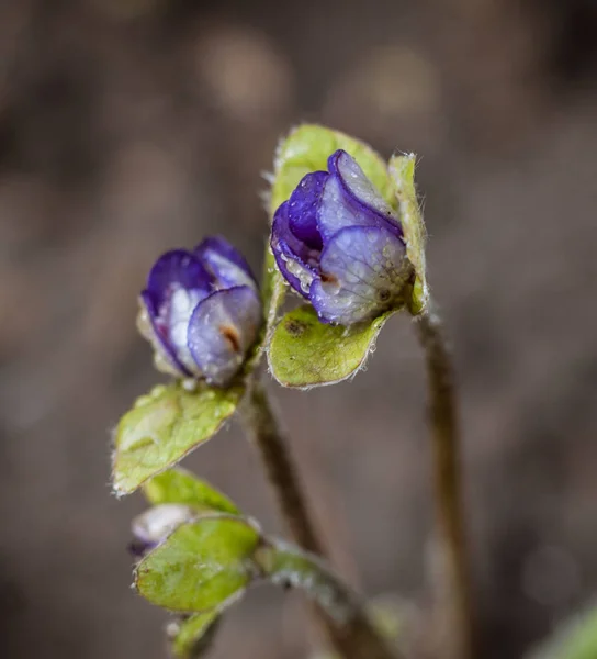 Hepatica Hemorrhagic Hepatica Hepatica Genus Perennial Herbs Lucifer ...