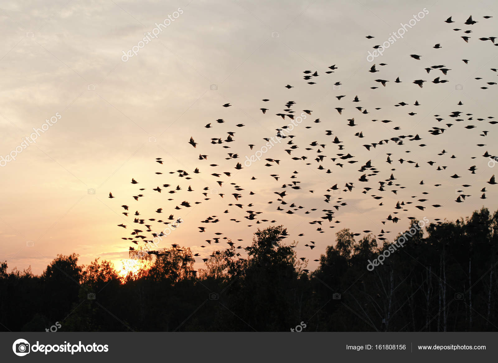 Birds Flock Together Sunset — Stock Photo © ascherbakova #161808156