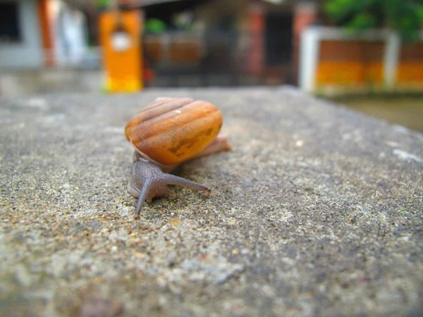 Indian snail Stock Photos, Royalty Free Indian snail Images | Depositphotos