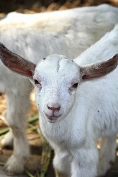 Curly goat Stock Photos, Royalty Free Curly goat Images | Depositphotos