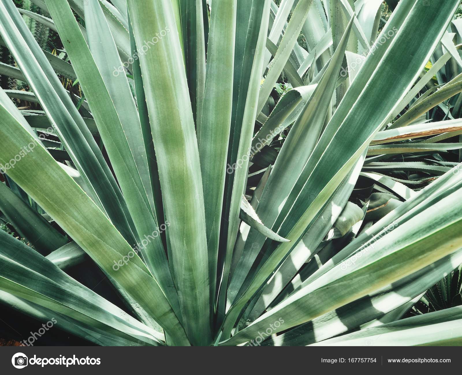 Close View Green Agave Spiky Leaves Textured Background Stock Photo by ...