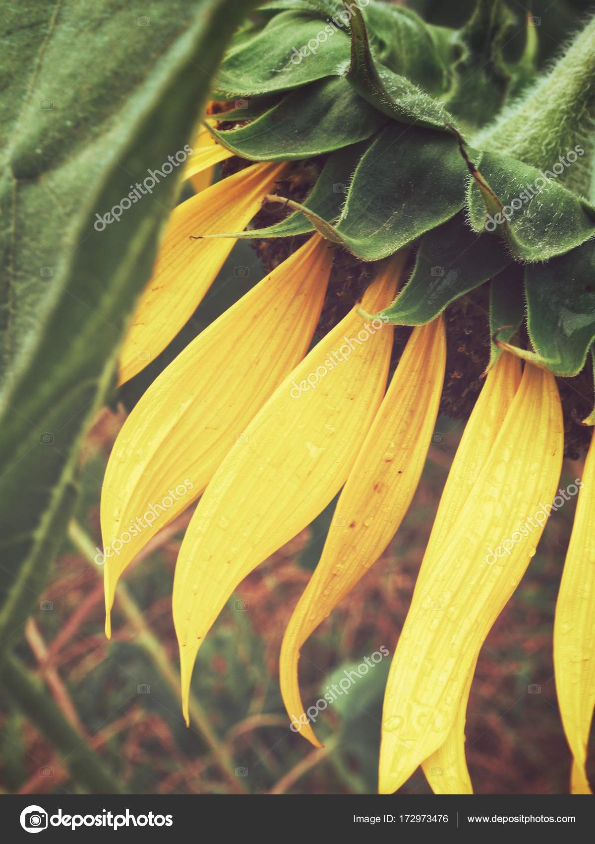 Sunflower — Stock Photo © luknaja #172973476