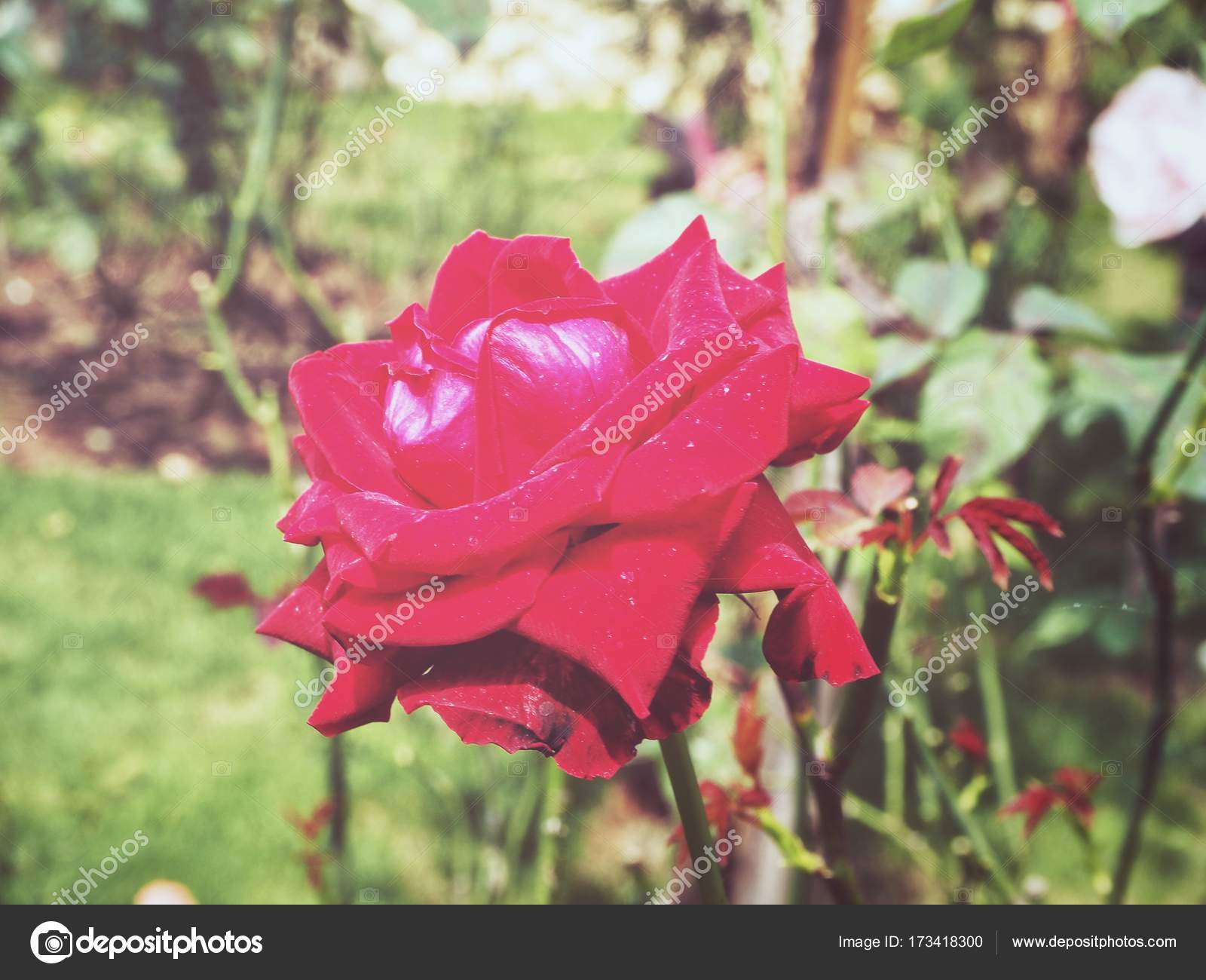 Beautiful red rose flower vintage style — Stock Photo © luknaja #173418300