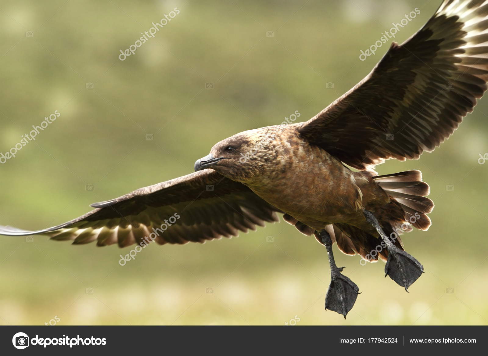 Skua Nests Only North Atlantic Iceland Shetland Orkneys Coast Northern ...