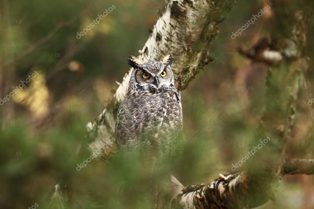 Bubo virginianus. Hermoso búho. Vive en Norteamérica. Colores otoñales ...