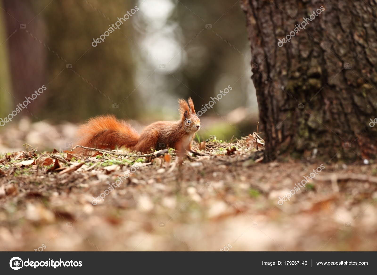 Sciurus Vulgaris Squirrel Photographed Czech Republic Squirrel Medium ...