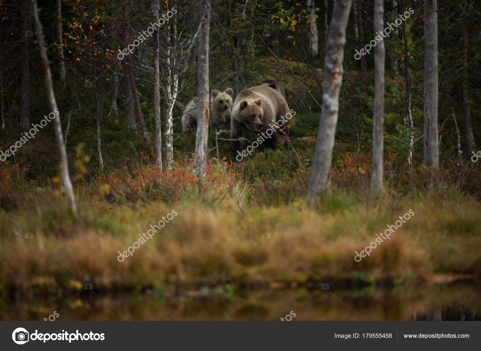 Ursus Arctos Brown Bear Largest Predator Europe Lives Europe Asia ...
