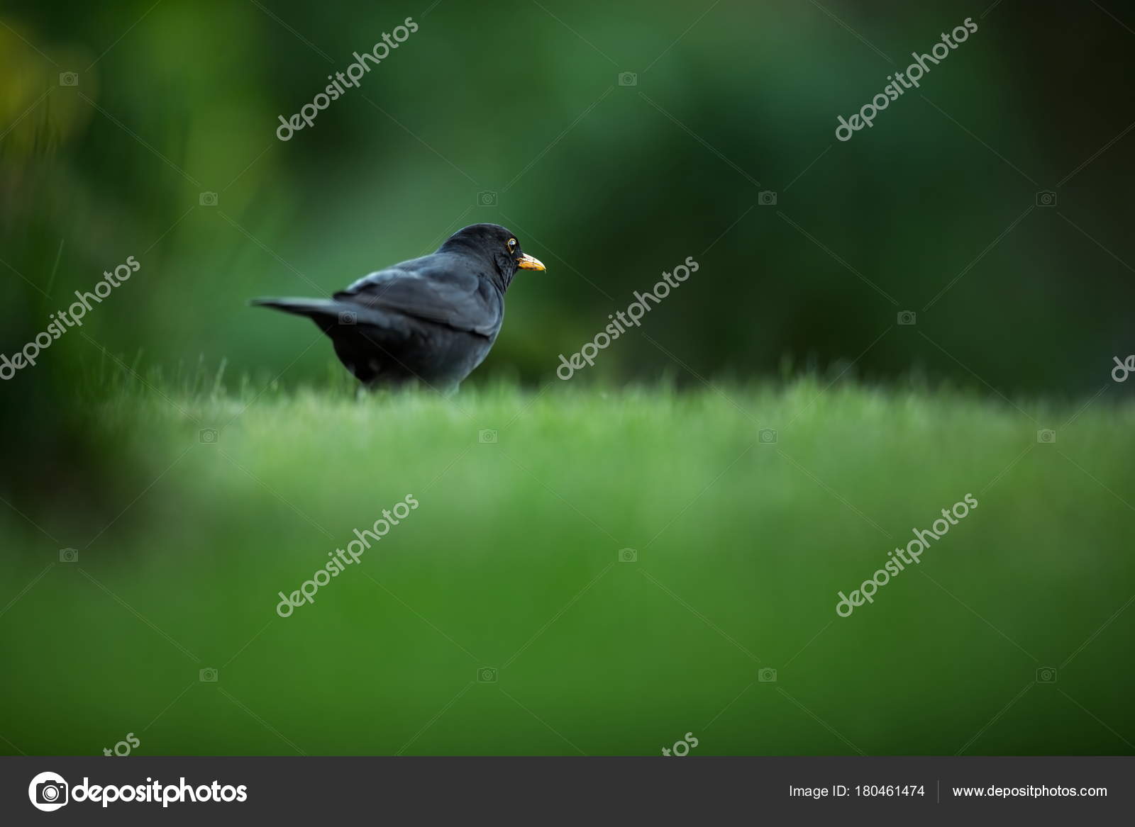 Turdus Merula Expanded Throughout Europe South Asia Australia New ...