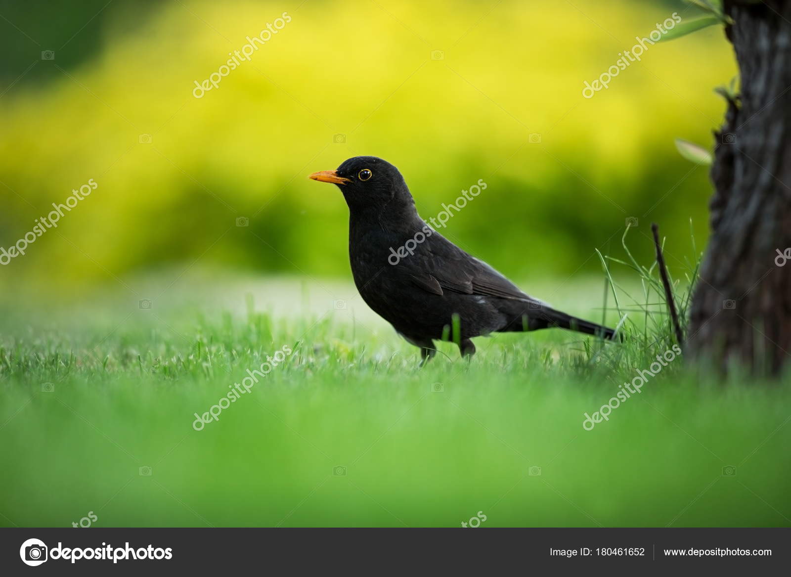 Turdus Merula Expanded Throughout Europe South Asia Australia New ...