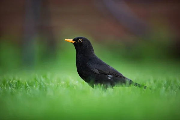 Solsort Stock Photos, Royalty Free Solsort Images | Depositphotos