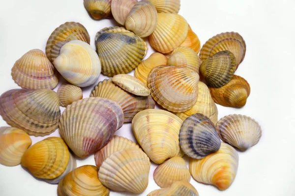 Thick shells Stock Photos, Royalty Free Thick shells Images | Depositphotos