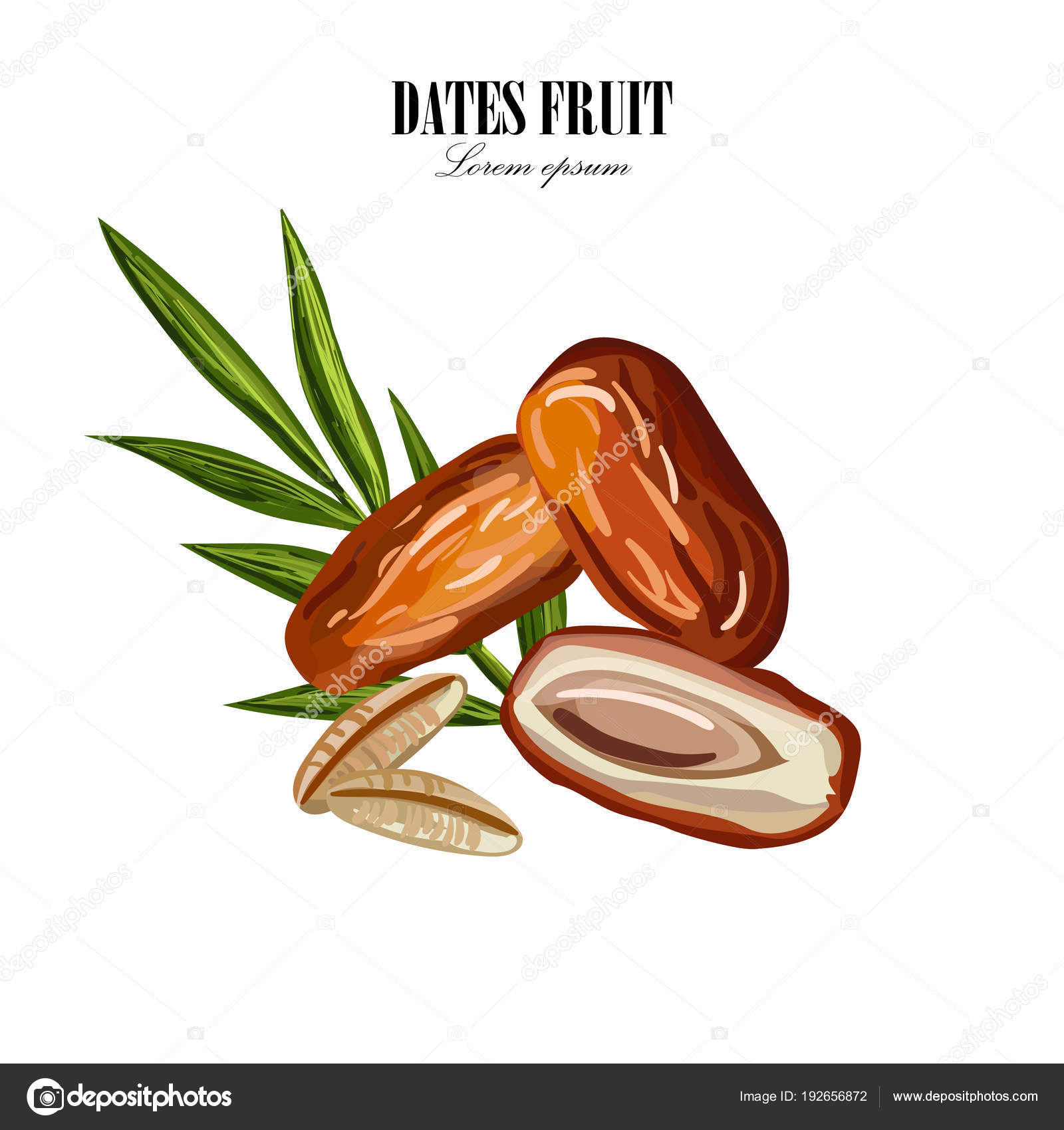Dates with palm leaves on white background. Vector illustration. Stock ...