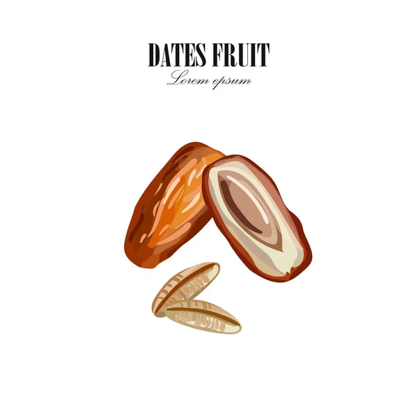 Dates with palm leaves on white background. Vector illustration ...