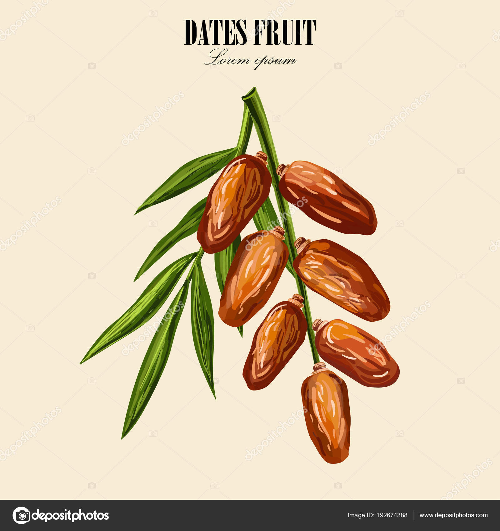 Dates with palm leaves on white background. Vector illustration. Stock ...
