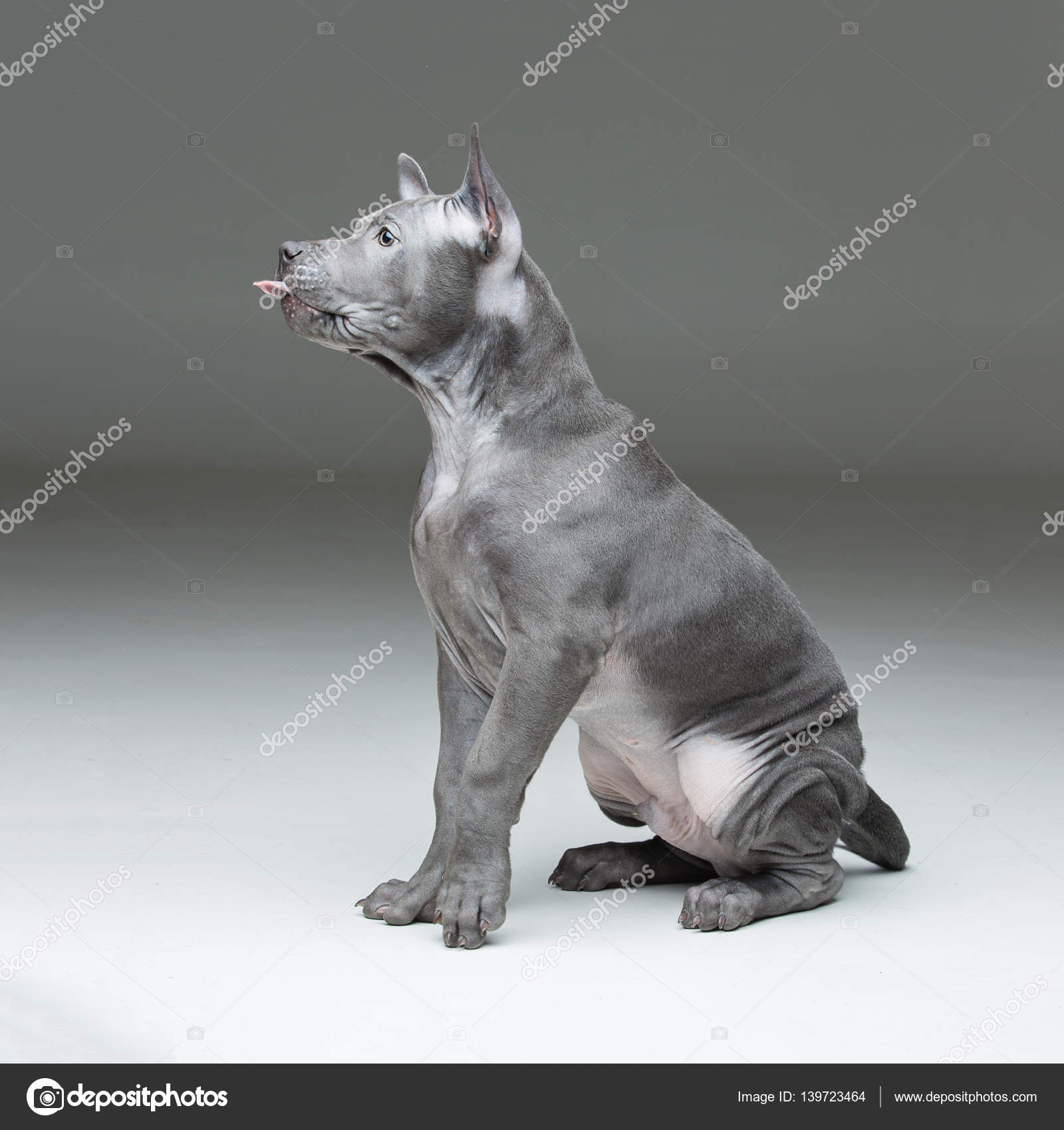 Thai Ridgeback Grey