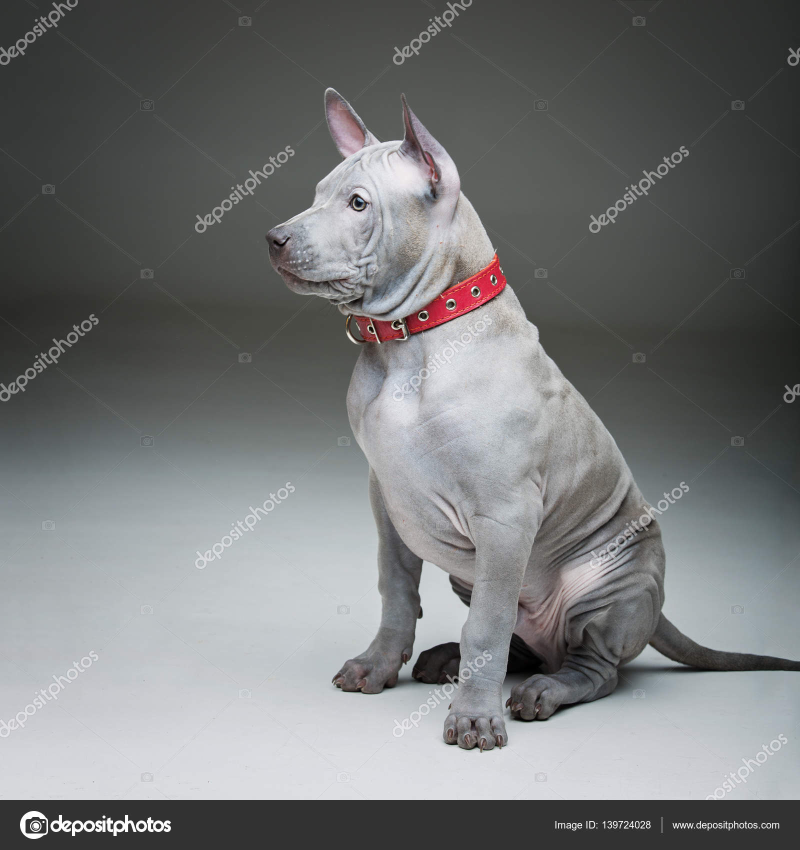 Blue Thai Ridgeback Puppy